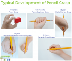 Typical-Pencil-Grasp-Development-FB2 - Growing Hands-On Kids